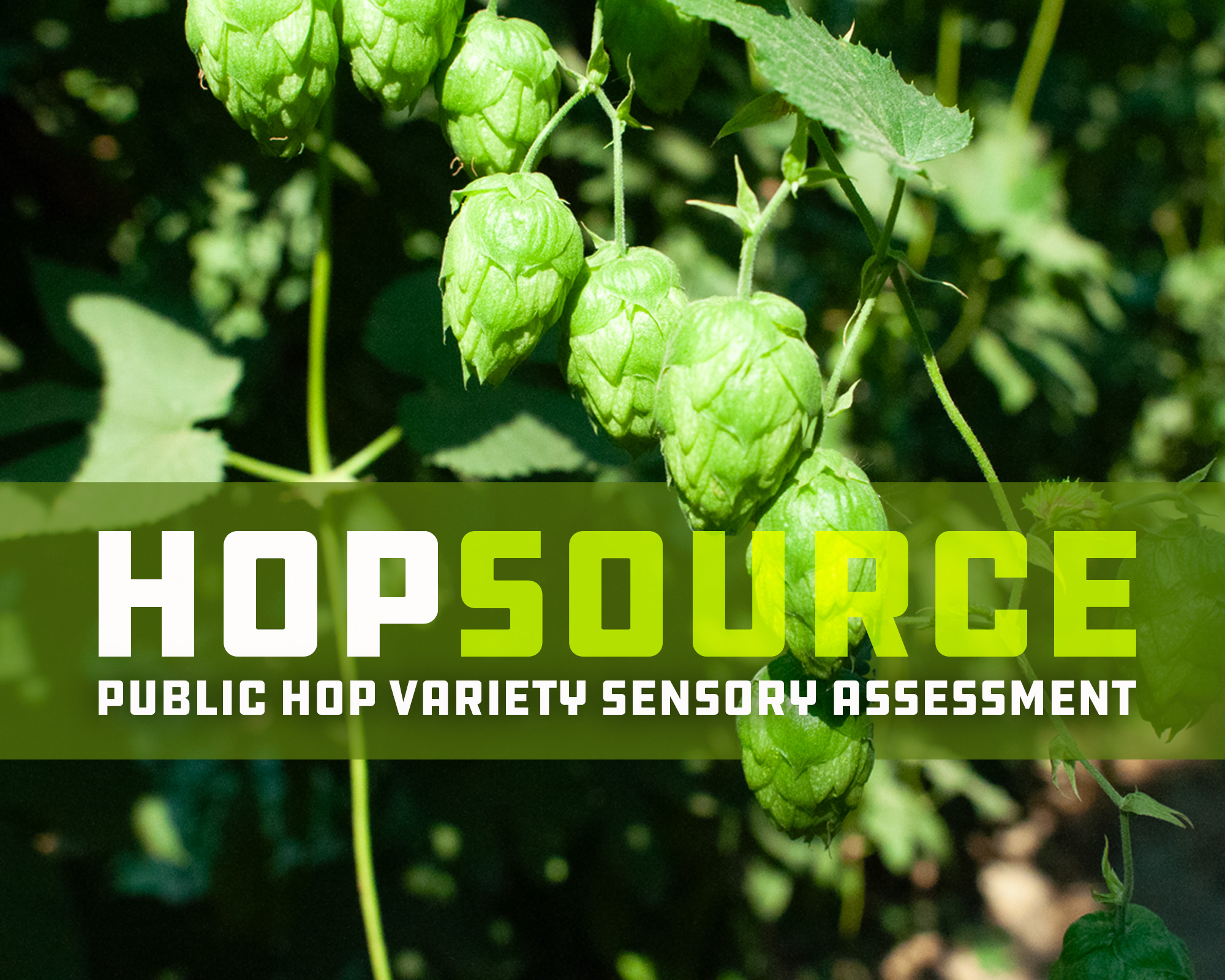Successes at the 2023 Hopsource Sensory Event