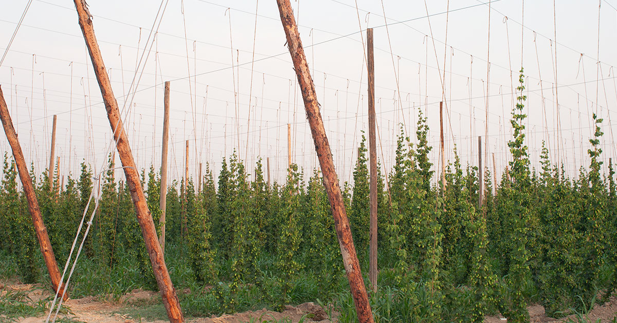 Cost of Hop Production Resources | Brewers Association